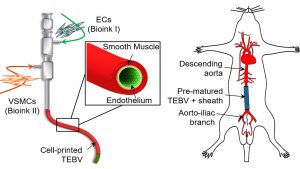 Engineering 3D-Printed Blood Vessels: Why and How - GrabCAD Blog