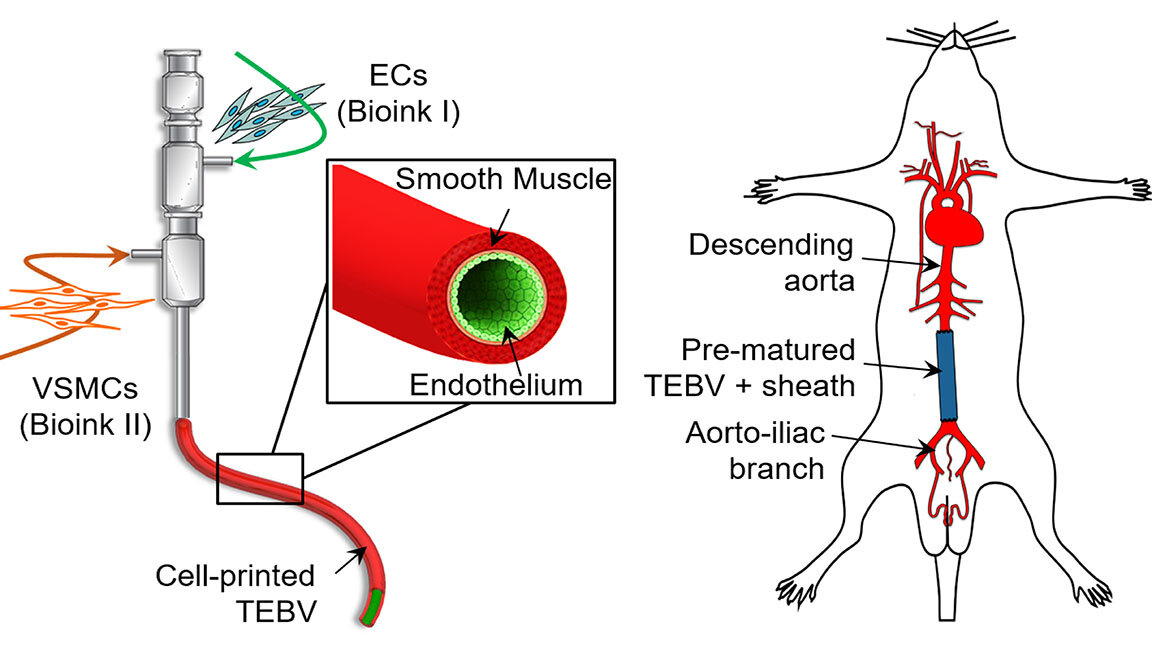 tissue-engineered-blood-vessels - GrabCAD Blog
